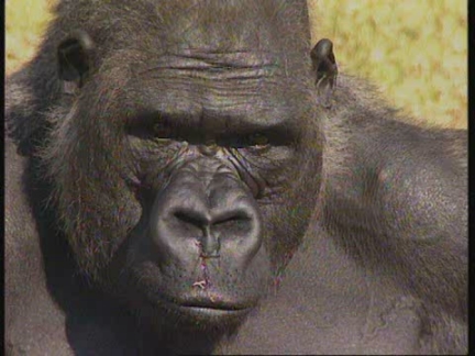SOUTH AFRICA: JOHANNESBURG ZOO HOLDS PARTY FOR MAX THE GORILLA | AP Archive